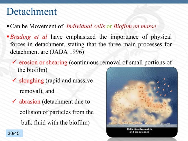 DENTAL PLAQUE - PART 2 (BIOFILM) | PPTX | Dental Health | Diseases and ...