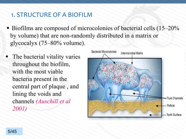 DENTAL PLAQUE - PART 2 (BIOFILM) | PPTX | Dental Health | Diseases and ...