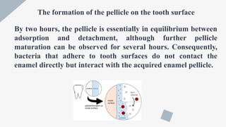 Dental Plaque Biofilm byDr. Mohammed.pptx