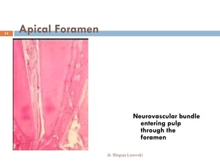 Apical Foramen Histology