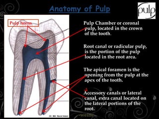 Dental pulp | PPTX