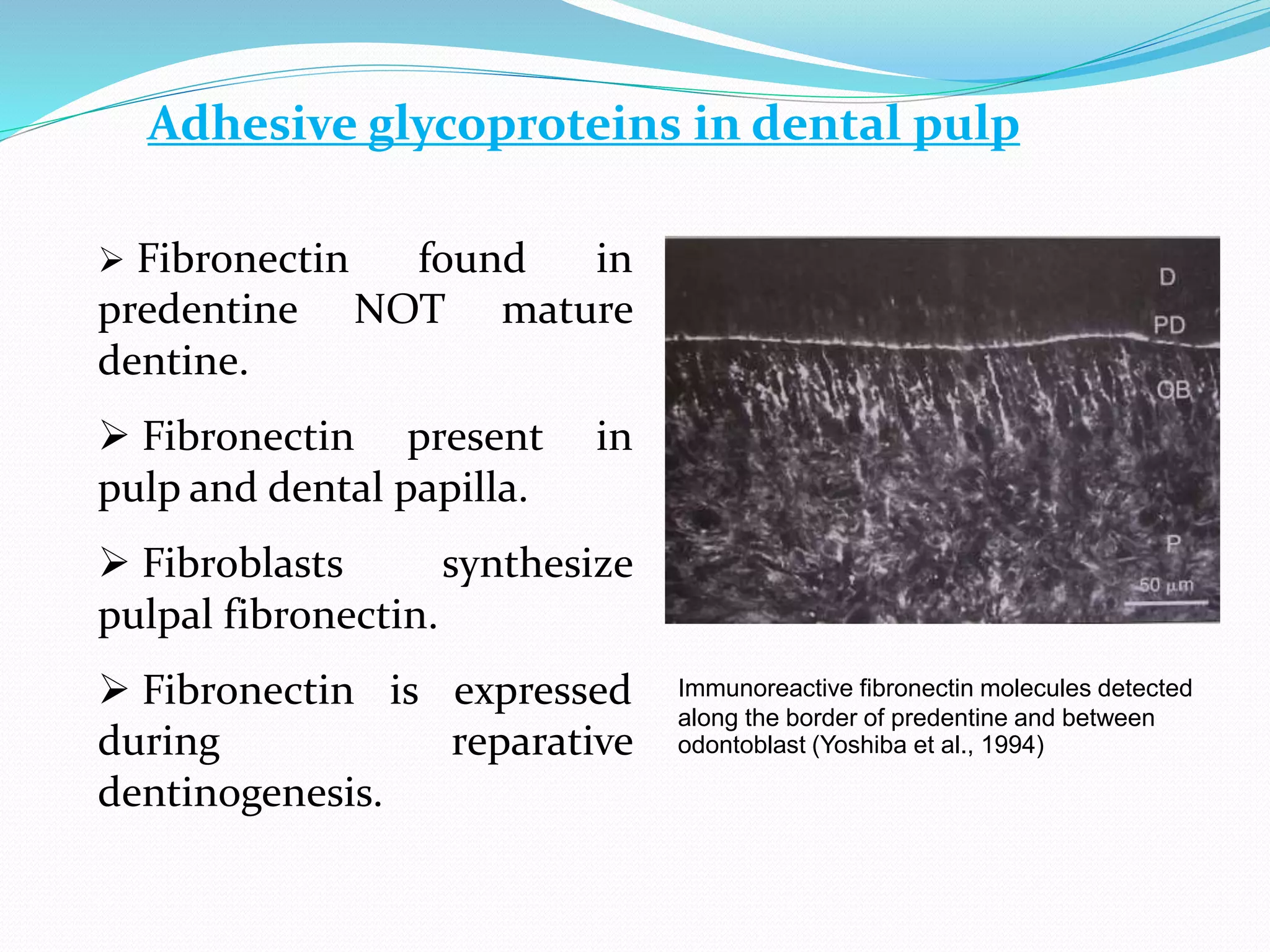 Dental pulp | PPTX