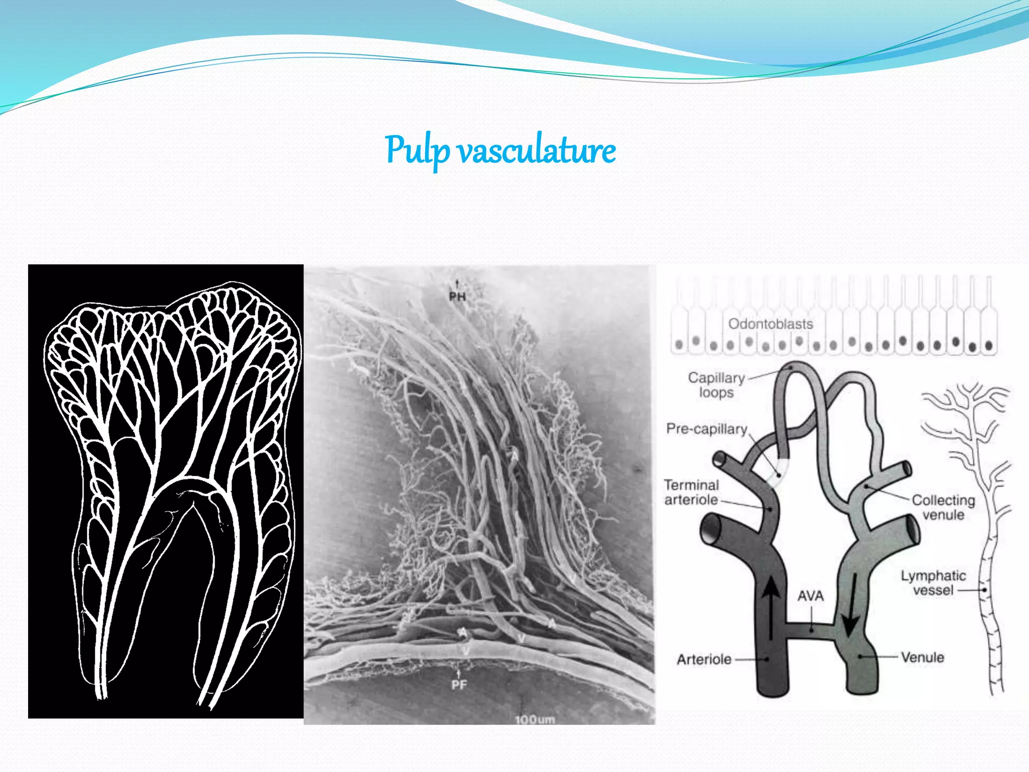 Dental pulp | PPTX