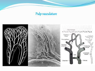 Dental pulp | PPTX