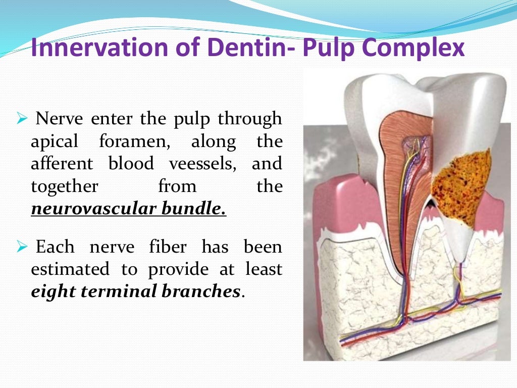 Dental pulp