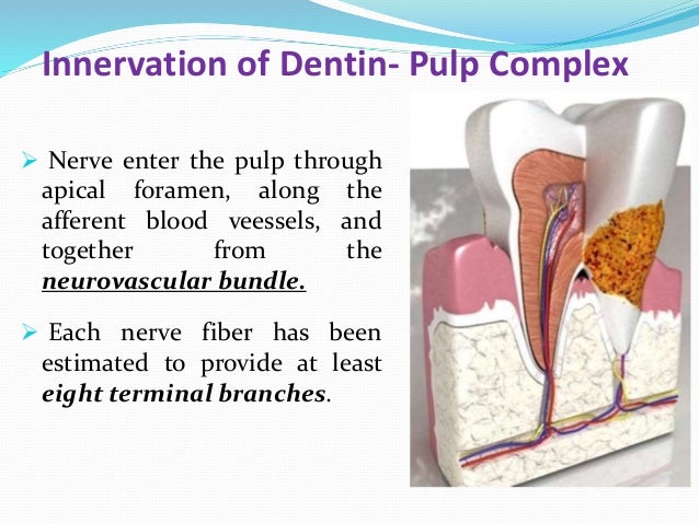 Dental pulp