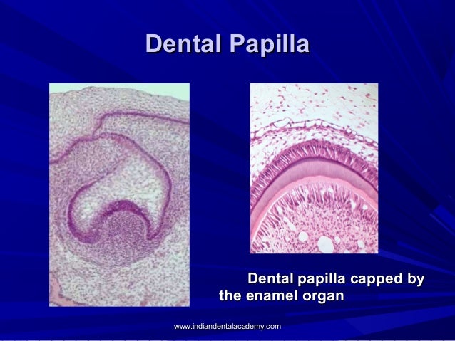 Dental pulp / oral surgery courses
