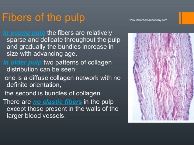 Dental pulp