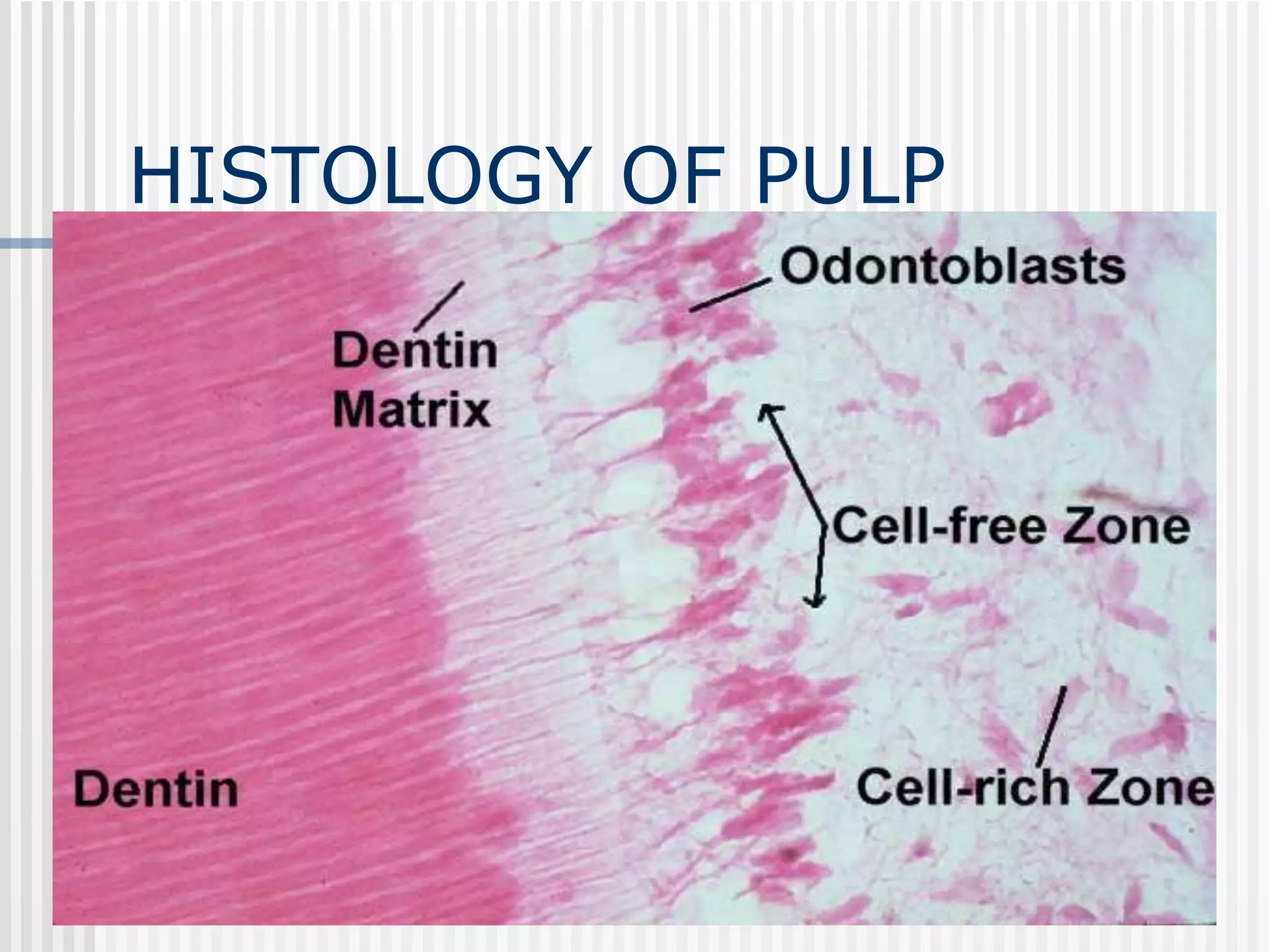DENTAL PULP | PPTX