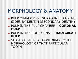 DENTAL PULP | PPT