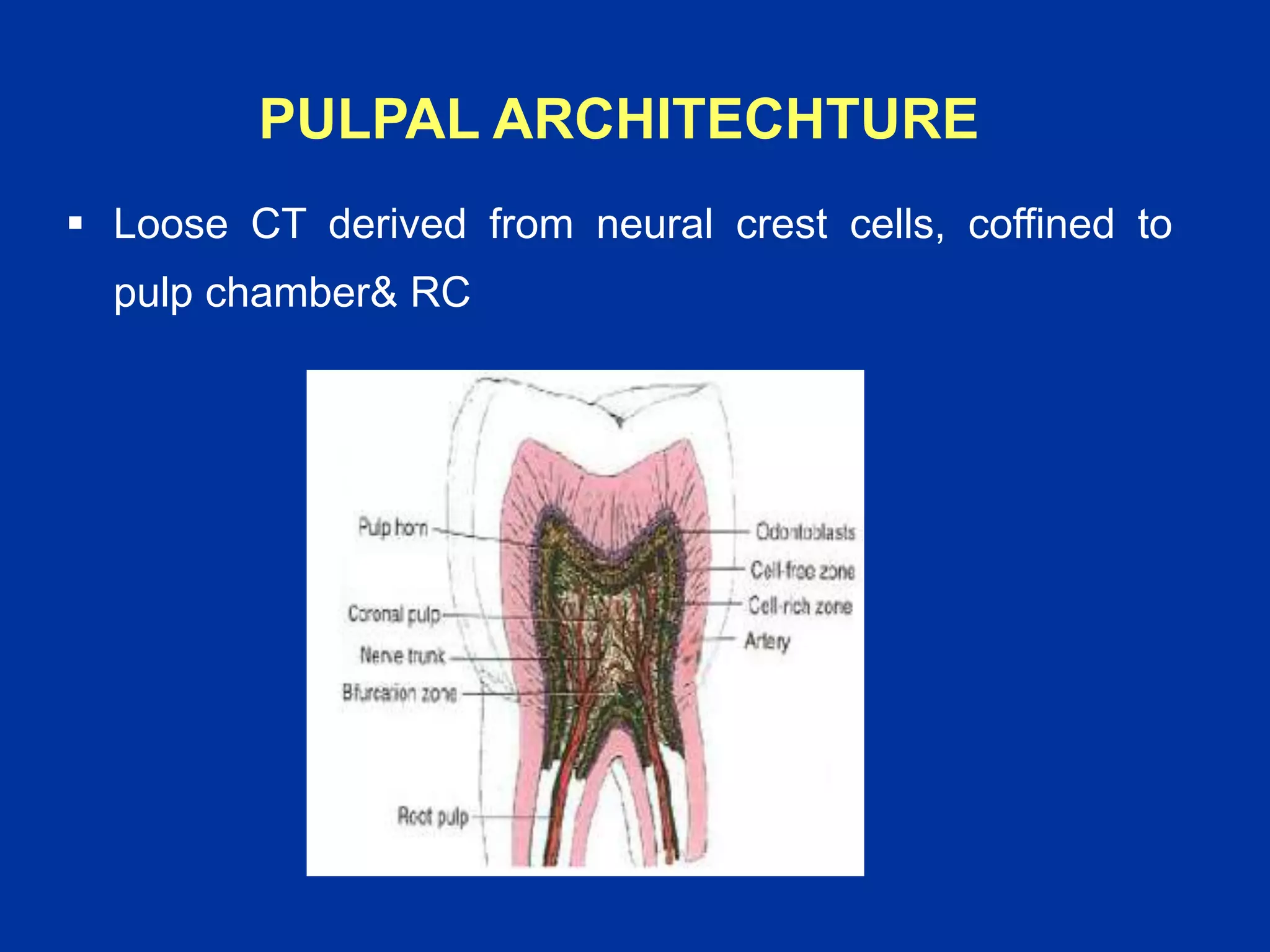 Dental Pulp.ppt | Dental Health | Diseases and Conditions