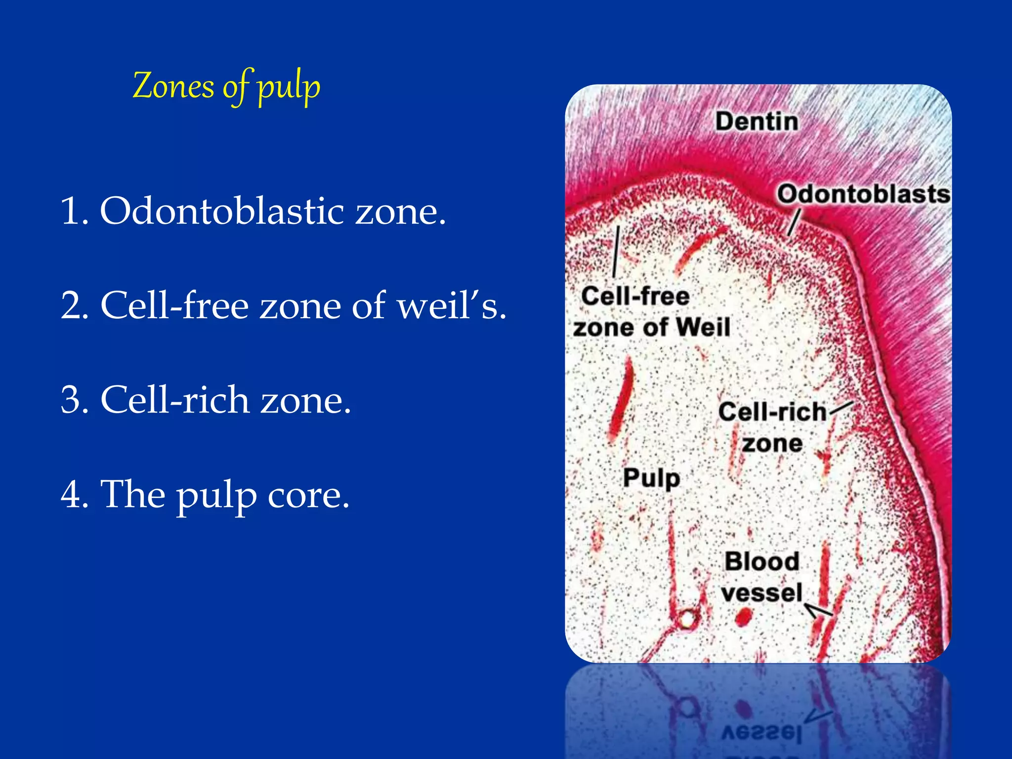 Dental Pulp.ppt