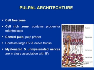 Dental Pulp.ppt