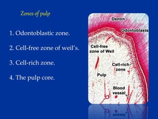 Dental Pulp.ppt