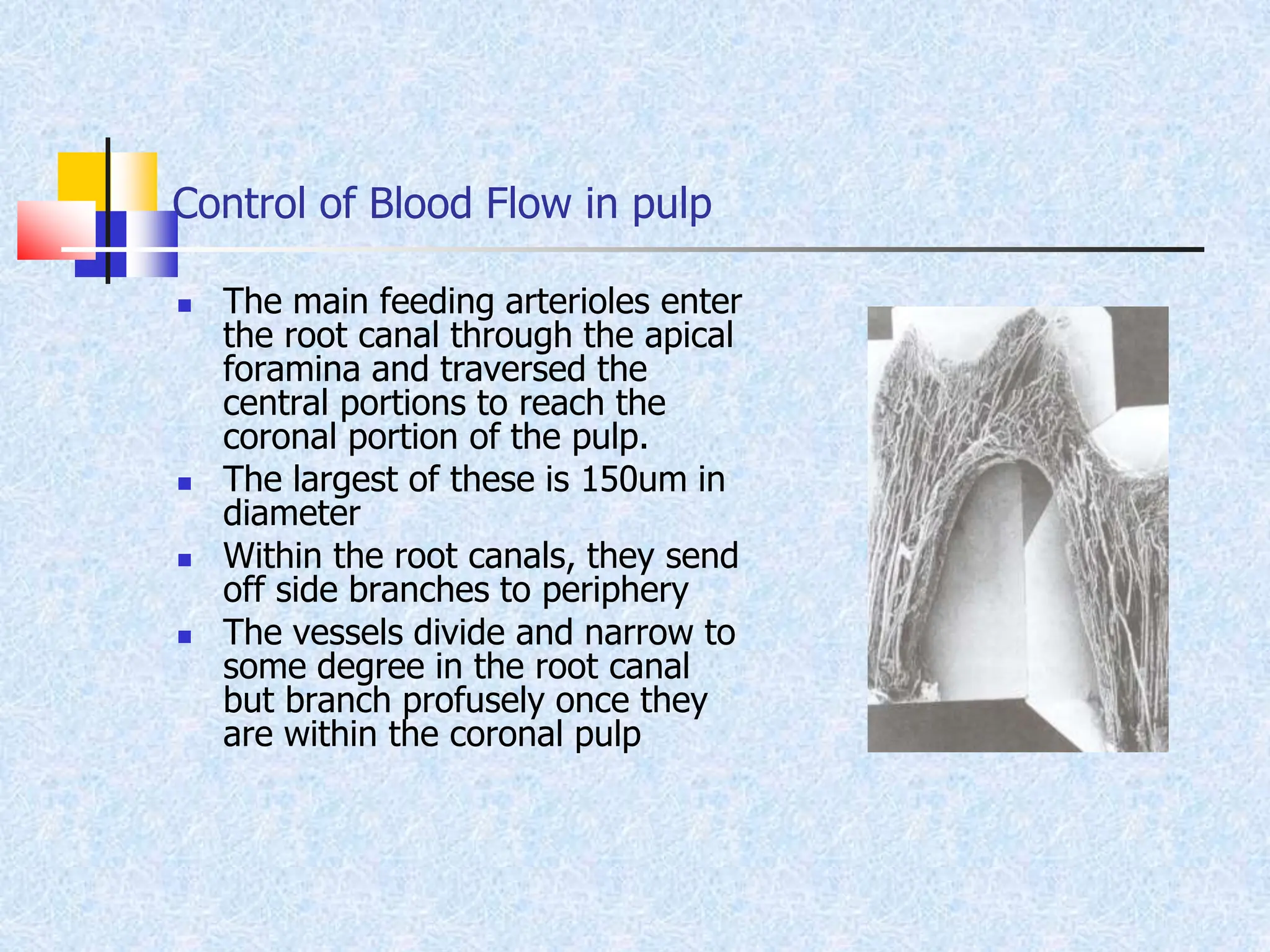 DENTAL PULP1.pptxDENTAL PULPDENTAL PULP1.pptx1.pptx