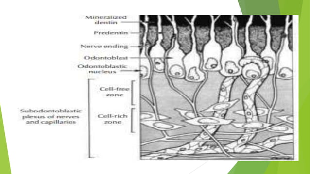 dental pulp detailed power point presentation | PPT