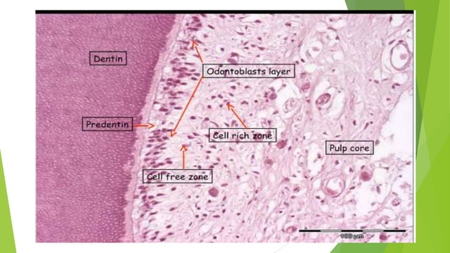 dental pulp detailed power point presentation | PPT