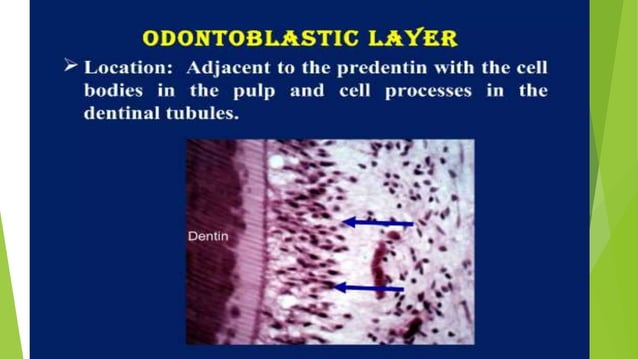 dental pulp detailed power point presentation | PPT