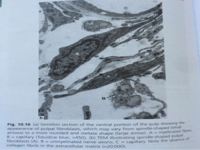 Apical Foramen Histology