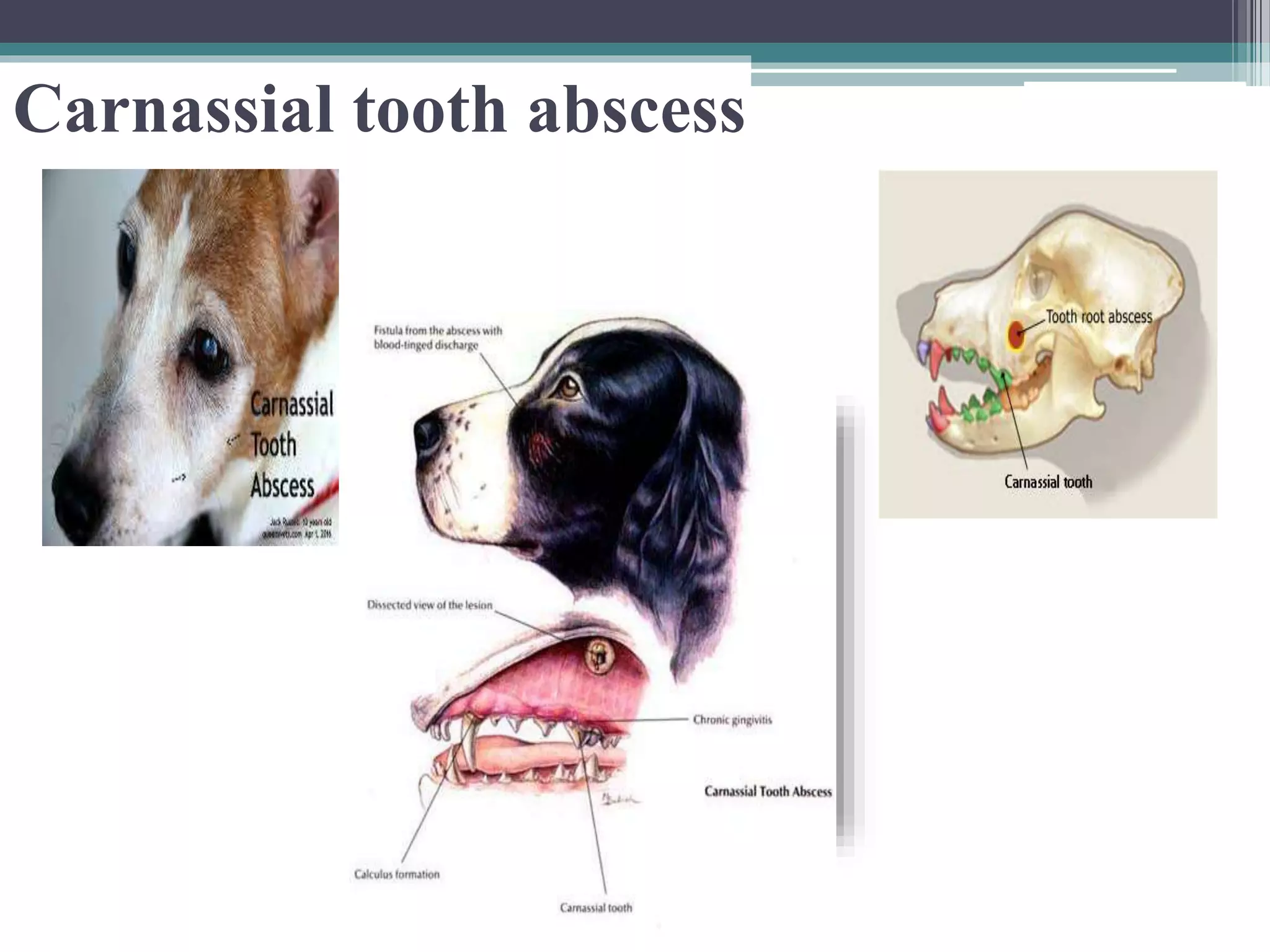 Acquired diseases of teeth, Dental materials and Dental radiography in ...