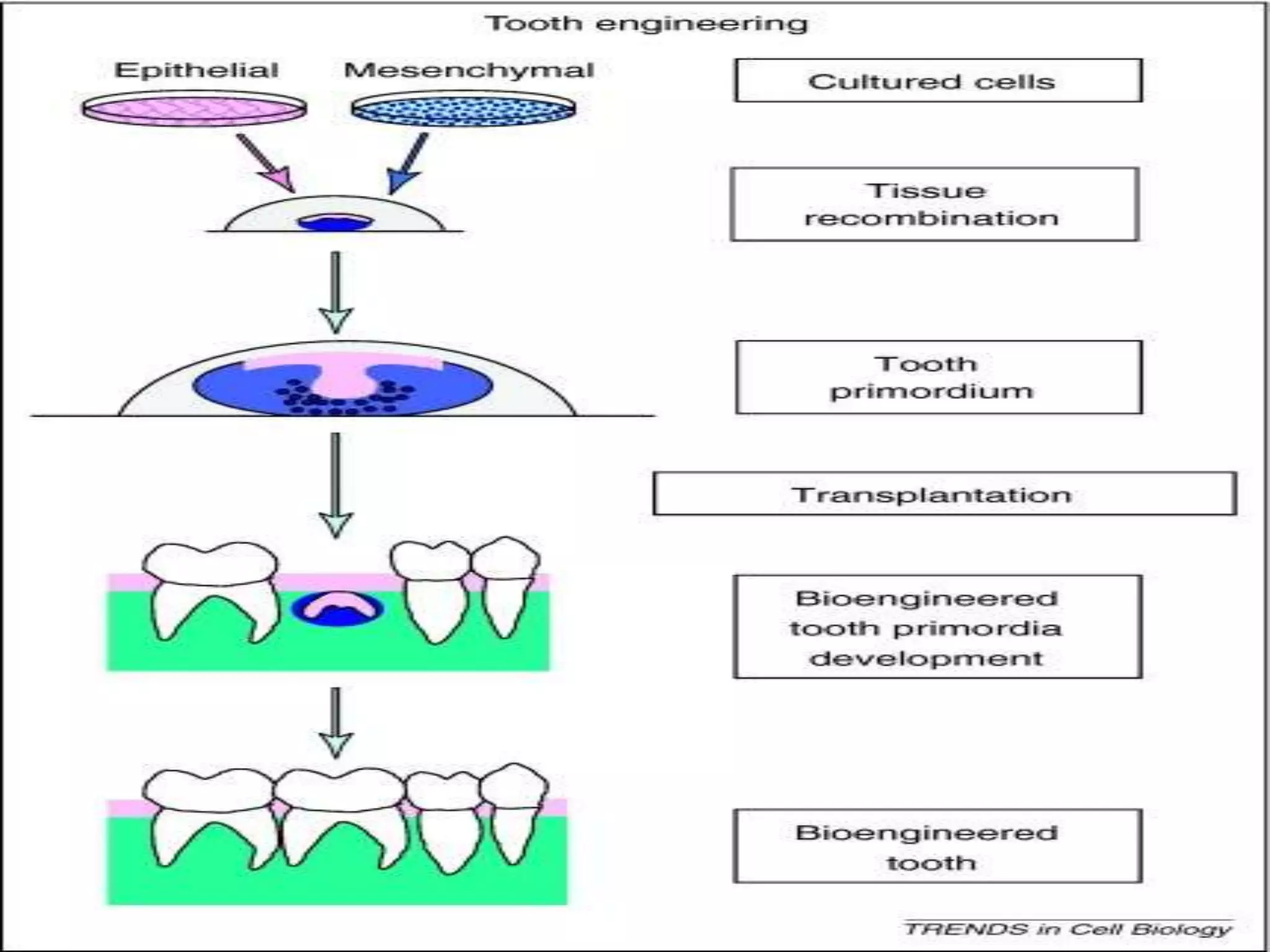 Dental stem cells | PPTX | Dental Health | Diseases and Conditions