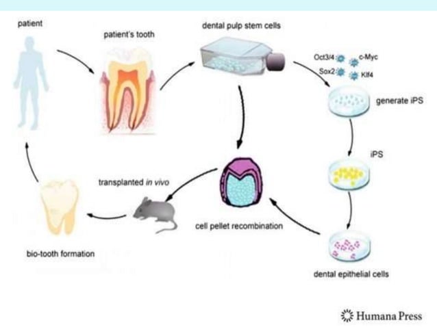 Dental stem cells