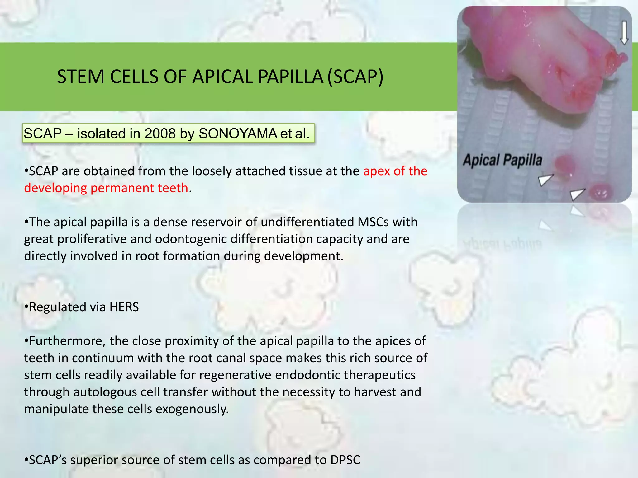 Dental stem cells | PPTX