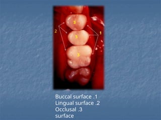 dental terminology and other terminology.pptx