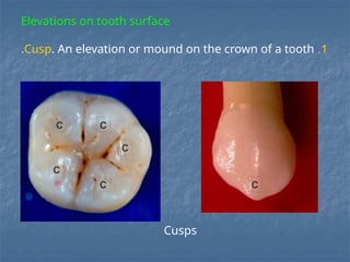 dental terminology and other terminology.pptx