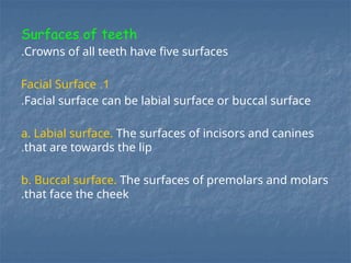 dental terminology and other terminology.pptx
