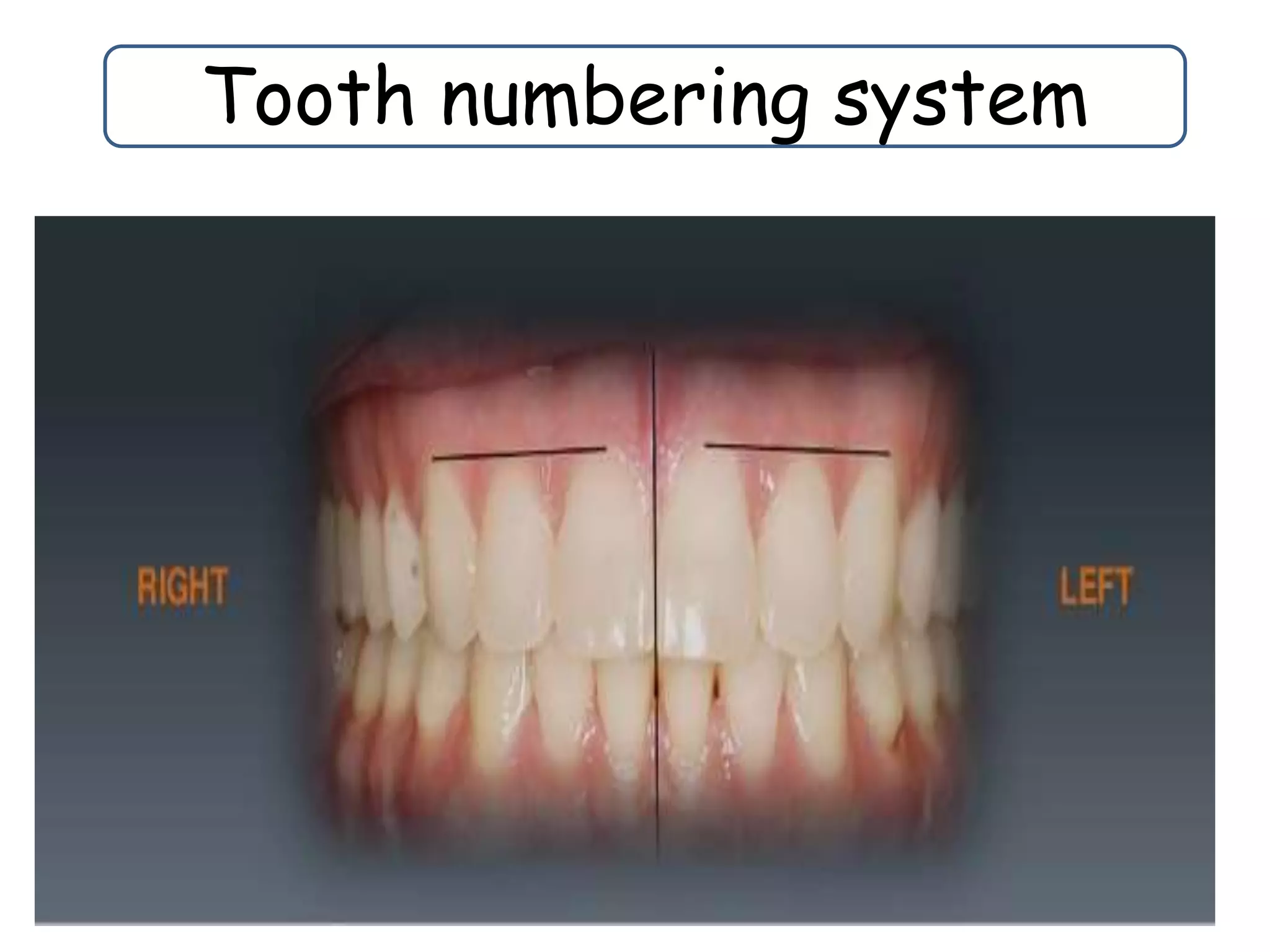 Dental tooth nomenclature | PPTX