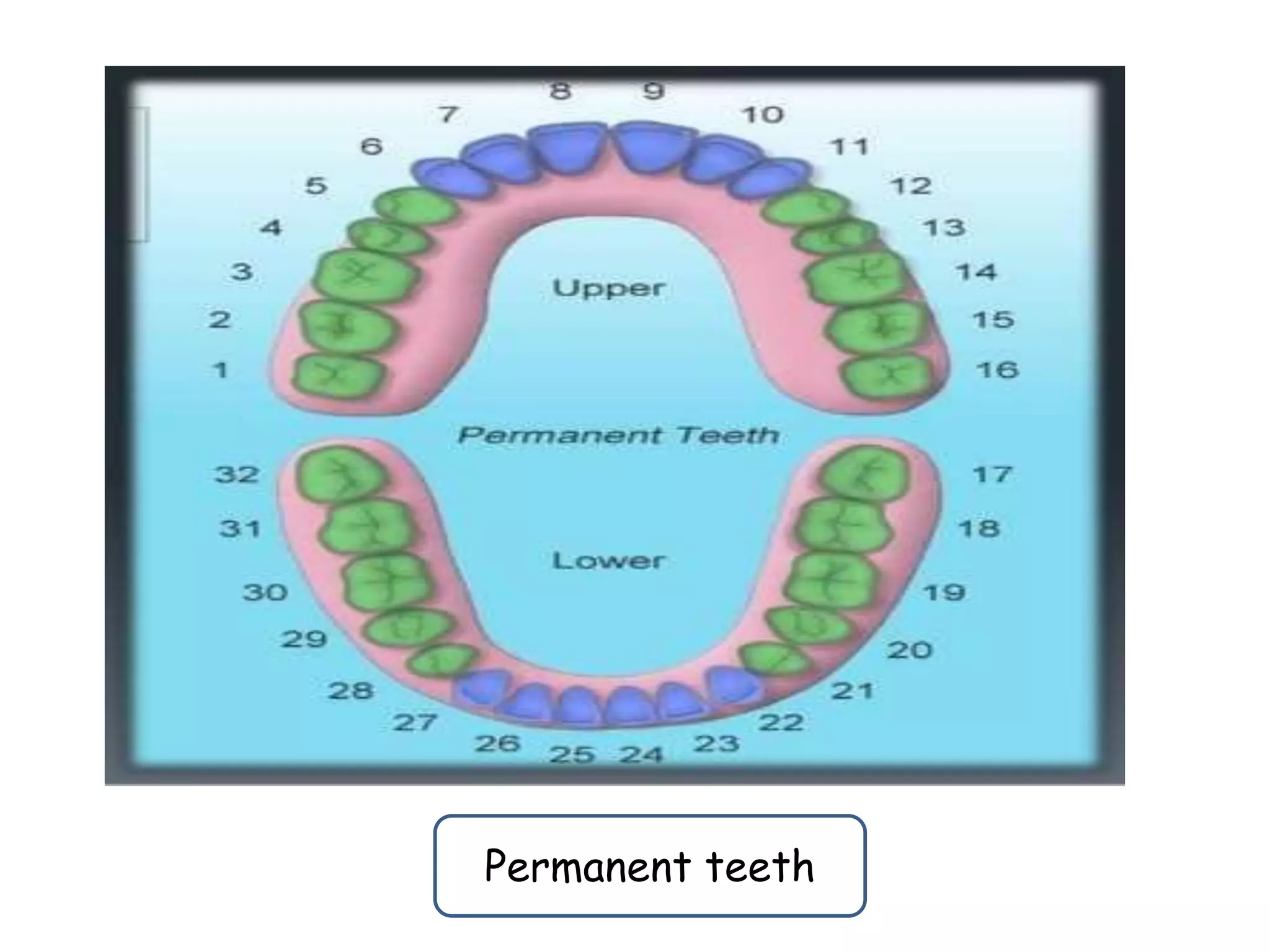 Dental tooth nomenclature | PPTX