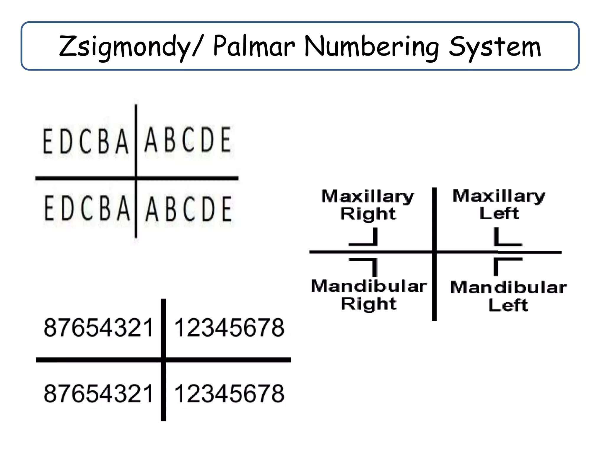 Dental tooth nomenclature | PPTX | Dental Health | Diseases and Conditions