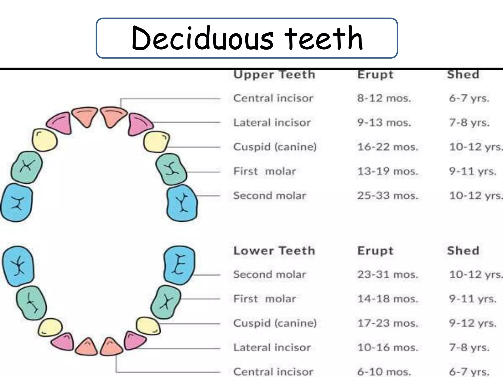 Dental tooth nomenclature | PPTX