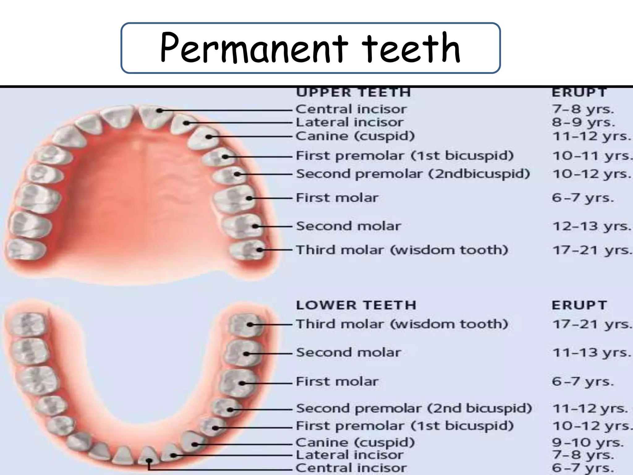 Dental tooth nomenclature | PPTX