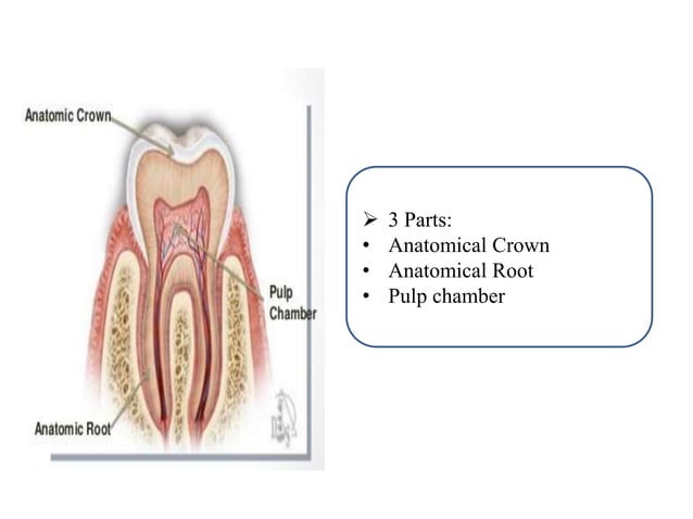 Dental tooth nomenclature | PPTX | Dental Health | Diseases and Conditions