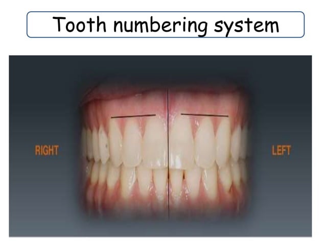 Dental tooth nomenclature | PPTX | Dental Health | Diseases and Conditions