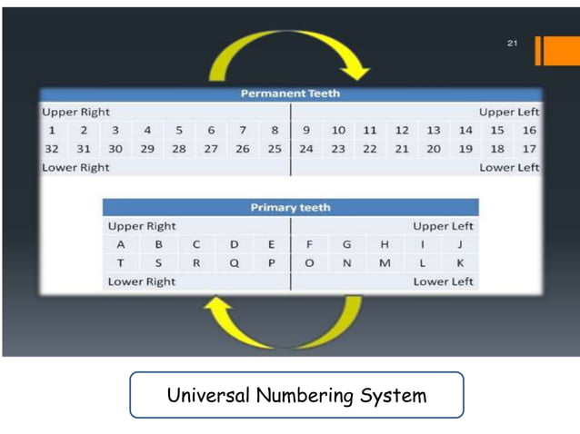 Dental tooth nomenclature | PPTX | Dental Health | Diseases and Conditions