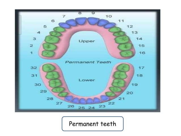 Dental tooth nomenclature | PPTX | Dental Health | Diseases and Conditions