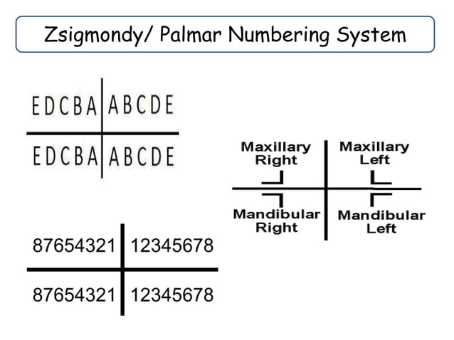 Dental tooth nomenclature | PPTX | Dental Health | Diseases and Conditions