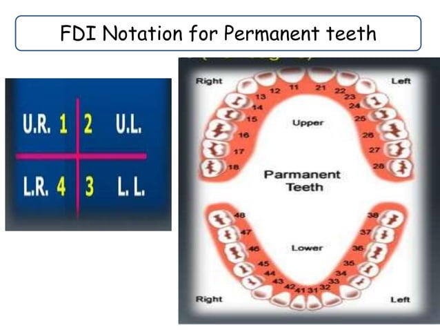Dental tooth nomenclature | PPTX | Dental Health | Diseases and Conditions