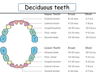 Dental tooth nomenclature | PPTX