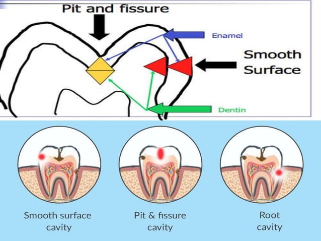 Dental tooth nomenclature | PPTX | Dental Health | Diseases and Conditions