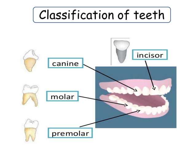 Dental tooth nomenclature | PPTX | Dental Health | Diseases and Conditions