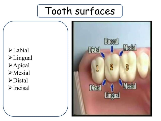 Dental tooth nomenclature | PPTX | Dental Health | Diseases and Conditions