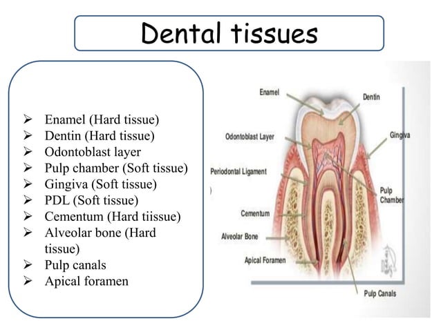 Dental tooth nomenclature | PPTX | Dental Health | Diseases and Conditions