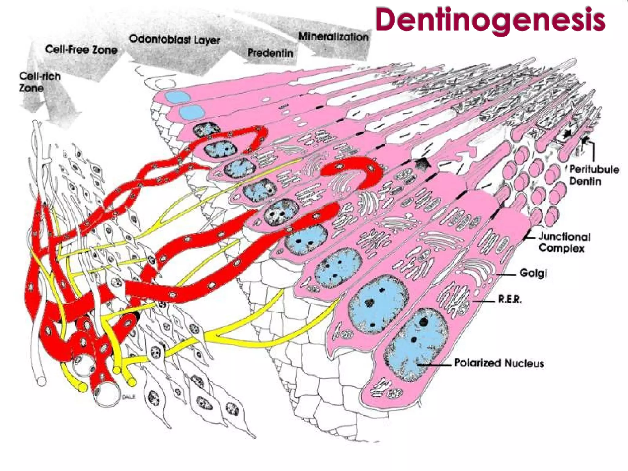 Dentenogenesis and histology of dentin | PPT | Dental Health | Diseases ...