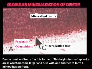 Dentenogenesis and histology of dentin | PPT