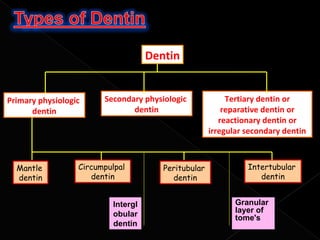 Dentenogenesis and histology of dentin | PPT
