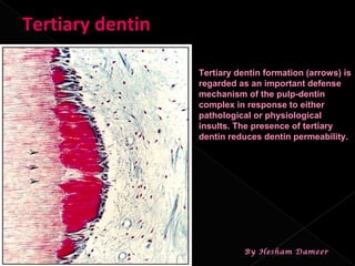 Dentenogenesis and histology of dentin | PPT